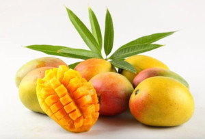 Kesar Mango seed highest yield Verity very testy fruit 1pc seed Seed ...