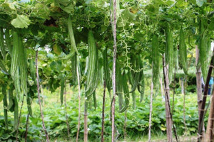 VibeX High Yield Snake Gourd Chachinda[500 Gms, 2500 Seeds] Seed Price ...