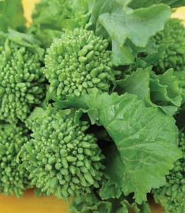 VibeX ® VMR-370 Broccoli Raab Spring- Italian Specialty Seed Price in ...