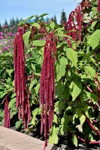 Aro Amaranthus Seed Price in India - Buy Aro Amaranthus Seed online at ...