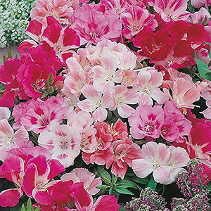 JRYU Clarkia Elegance Double mixed flower Seed Price in India - Buy ...
