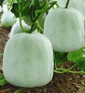 JAYANTAHALDER Ash Gourd/winter melon/chal kumro/winter Gourd Seed Price ...