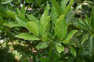 WILLVINE ATS-52 Allspice Jamaica Pepper Sarvasugandhi Seed Price in ...