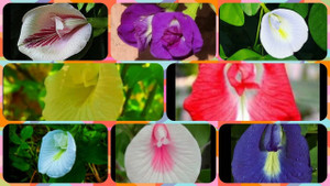 Seedsilk Rare Shangupushpam/Aparajita/Clitoria ternatea Flower Seed ...