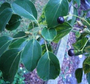 GROWN Indian Camphor Kapur Seeds For Home Gardening - 500 Seed Price in ...