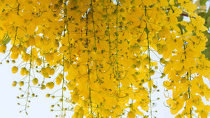 Green World Cassia Fistula / Amaltas Tree Seeds for Farming & Gardening ...