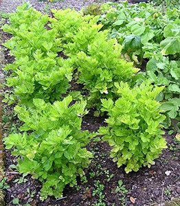 VibeX ® VXI-226 Chinese Celery Seeds, Kintsai Seed Price in India - Buy ...