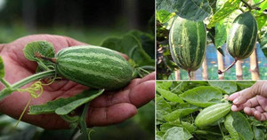 seedito Parwal vegetable seeds for farming/parwal seeds hybrid Seed ...
