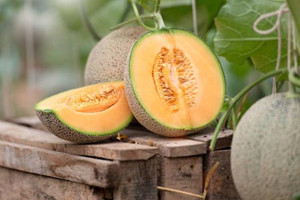 BDSresolve F1 Sweet Melon | Muskmelon seeds for home gardening PACK OF ...