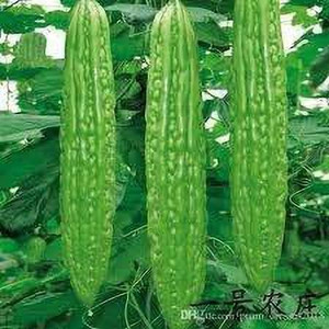 KANAYA Vegetable seed -Bitter Gourd - Karela Seeds F1 Hybrid Seed Price ...