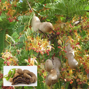 Lorvox Meethi Imli ( Tamarind) Seed Price in India - Buy Lorvox Meethi ...