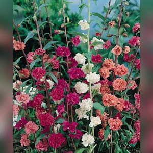 JRYU Clarkia Elegance Double mixed flower Seed Price in India - Buy ...