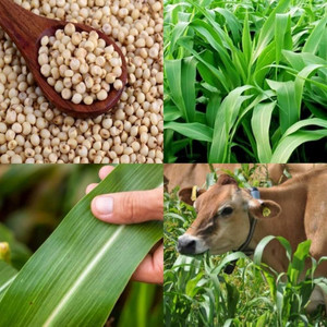 DEYS AGRO ™ goat grass seeds|cow grass seeds for farming (35 gram ...