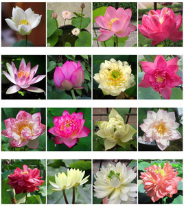 VibeX ® VLR-22 Lotus Seeds/Water Lily Flower Seed Price in India - Buy ...