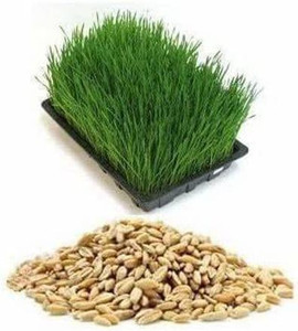 VibeX ® VMR-90 Hard Red Winter Wheat Seed Price in India - Buy VibeX ...