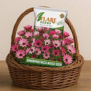 FLARE SEEDS Dimorphotheca mix flower seeds & Best Quality (200 per ...