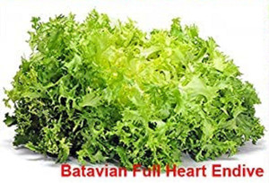 CYBEXIS Batavian Full Heart Endive Lettuce 1000 Seeds Seed Price in ...