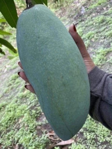 HYBRID Mango fruit seeds highest yield Verity and big fruit size 1pc ...