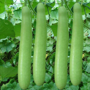 the green dotcom Bottle Gourd _ Pani Kodu _ Lauki _ Indian Bangladeshi ...