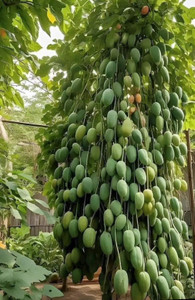 Aam ka beej Mango seed highest yield Verity very testy fruit 1 pc seed ...