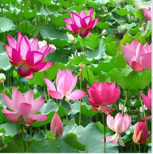 VibeX ® XLR-157 Mini Lotus Flowers Seeds Seed Price in India - Buy ...