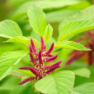 CARIBBEAN AMARANTHUS (THOTAKURA ) Seed Price in India - Buy CARIBBEAN ...