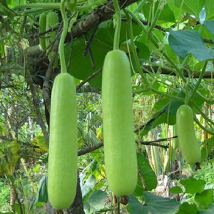 DEYS AGRO ™ louki|loki|hybrid vegetable seeds for home Seed Price in ...
