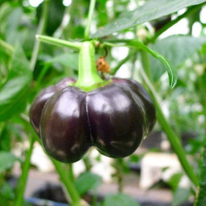 CYBEXIS Heirloom Black Capsicum Sweet Pepper Seeds600 Seeds Seed Price ...