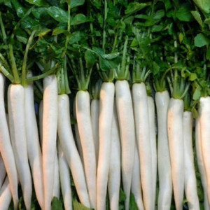 MAA Radish, Muli Seed Price in India - Buy MAA Radish, Muli Seed online ...