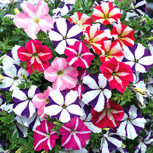 Kraft Seeds Petunia Flower Star Mix GMO-Free Seed Seed Price in India ...