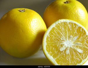 EKAKSHAR Grafted sweet malta/mosambi/mausami grafted fruit Plant 12 ...