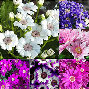 JRYU Cineraria ‘Mix’ F1 Hybrid Flower Seeds for Home Gardening Seed ...