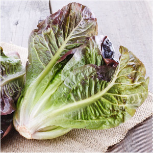 WILLVINE F1 Hybrid Red Romaine Lettuce (Lactuca sativa)-1250 Seeds Seed ...