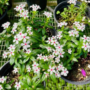 CORUS Vinca rosea (Catharanthus roseus) Ornamental Seed Price in India ...