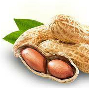 naturehils Peanut Organic Seed, Mumfali Seed Price in India - Buy ...