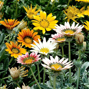 KANAYA Gazania Starlight Dwarf Seed Price in India - Buy KANAYA Gazania ...