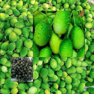 seedargo kantola seeds hybrid, kakoda hybrid, kakrol, kantola seeds ...