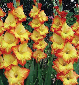 CYBEXIS HUA-99 - Gladiolus PRINCESS MARGARET ROSE Sword Lily - (24 ...
