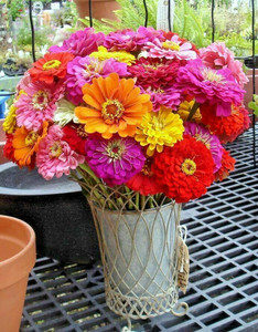 UGRA GIANT CALIFORNIA ZINNIA MIX Seed Price in India - Buy UGRA GIANT ...