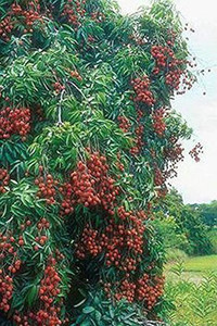 Aro Litchi, Lichi, Lychee Seed Price in India - Buy Aro Litchi, Lichi ...