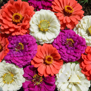 UGRA Sea Zinnia Mix Seed Price in India - Buy UGRA Sea Zinnia Mix Seed ...