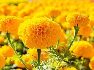 Growbyte ™ Genda phool seeds, african marigold flower seeds hybrid ...