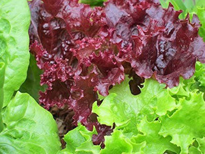 VibeX ® LXI-877 RUBY LEAF LETTUCE Red Loose Leaf Seed Price in India ...
