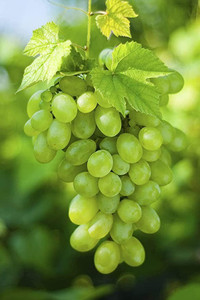Aro Grapes, Green Grapes Seed Price in India - Buy Aro Grapes, Green ...