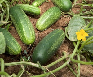 CHILLATAI Vellarikai / Khira / Cucumber Seed Price in India - Buy ...