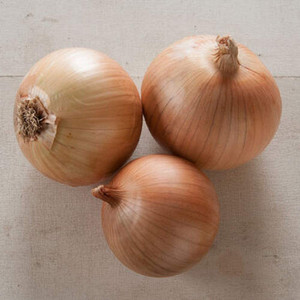 WILLVINE LX-427 Onion Intermediate-Day Scout (Yellow)-1500 Seeds Seed ...