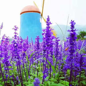 WILLVINE XLR-156 Sage Sapphire Blue Salvia farinacea Seed Price in ...