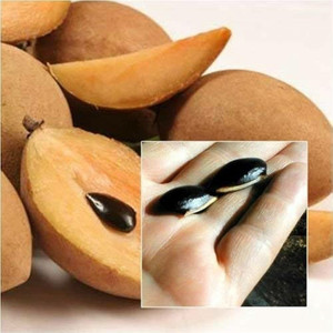 naturehils Chalisa Chikoo, Sapota, Sapodilla, Naseberry Seed Seed Price ...