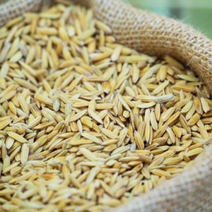 SREE Basmati Paddy, Rice Seed for Farming & Agriculture, 1Kg Per Packet ...