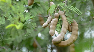 KANAYA IMLI seeds beej,Tamarind Seed Price in India - Buy KANAYA IMLI ...